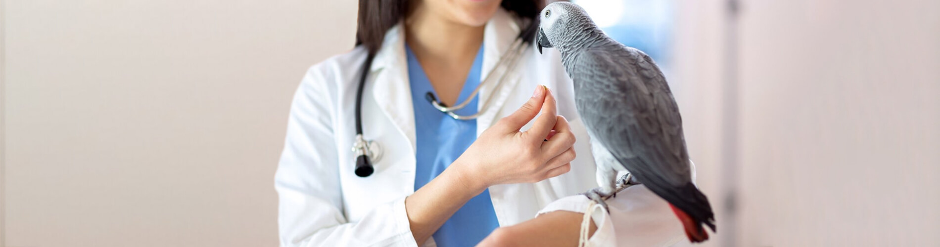Bird Vet Port St. Lucie - Emergency Exotic Avian Vet Near Me