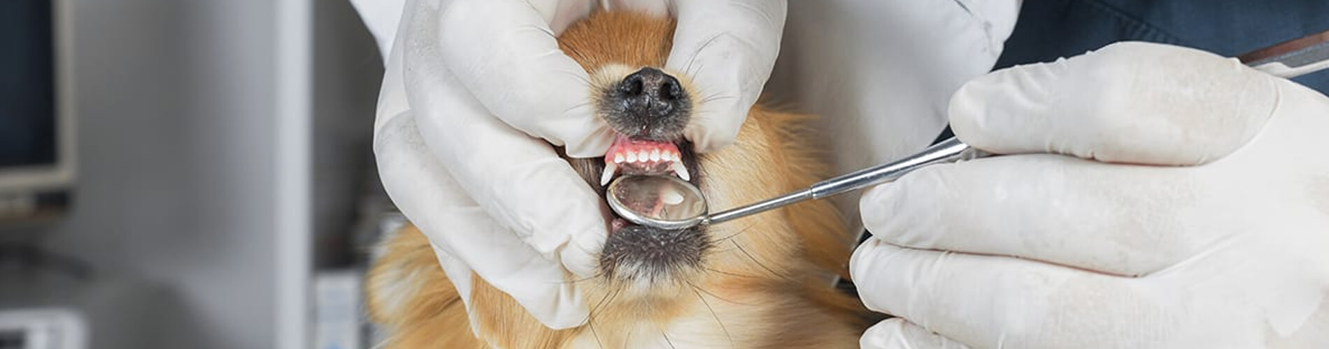 Dog Dentist - Dog Dental Hygiene Clinic Near Me